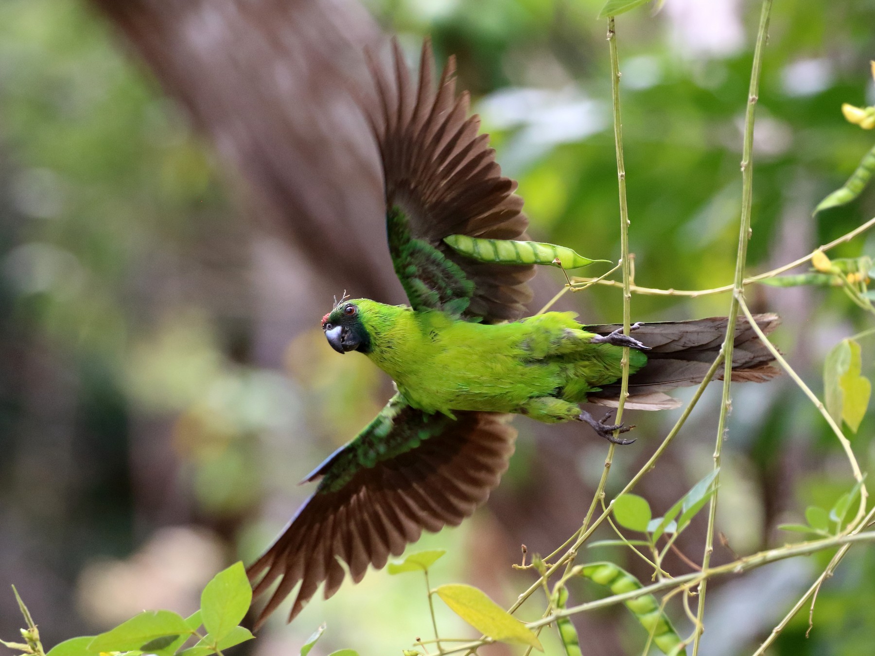 Perruche d'Ouvéa - eBird