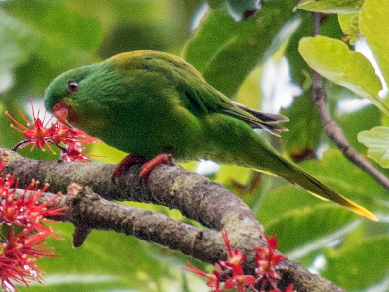 Palm Lorikeet - eBird