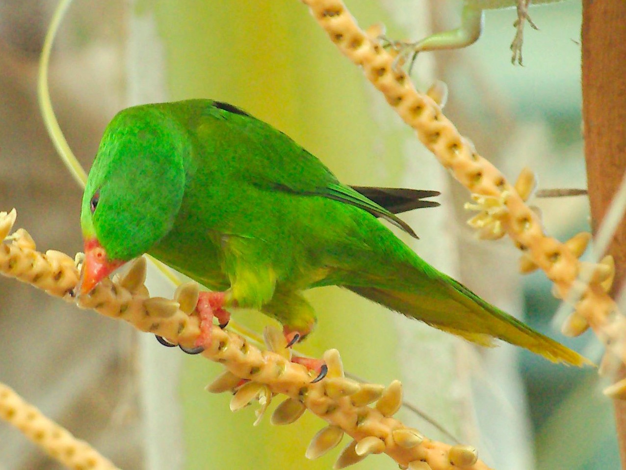 Palm Lorikeet - eBird