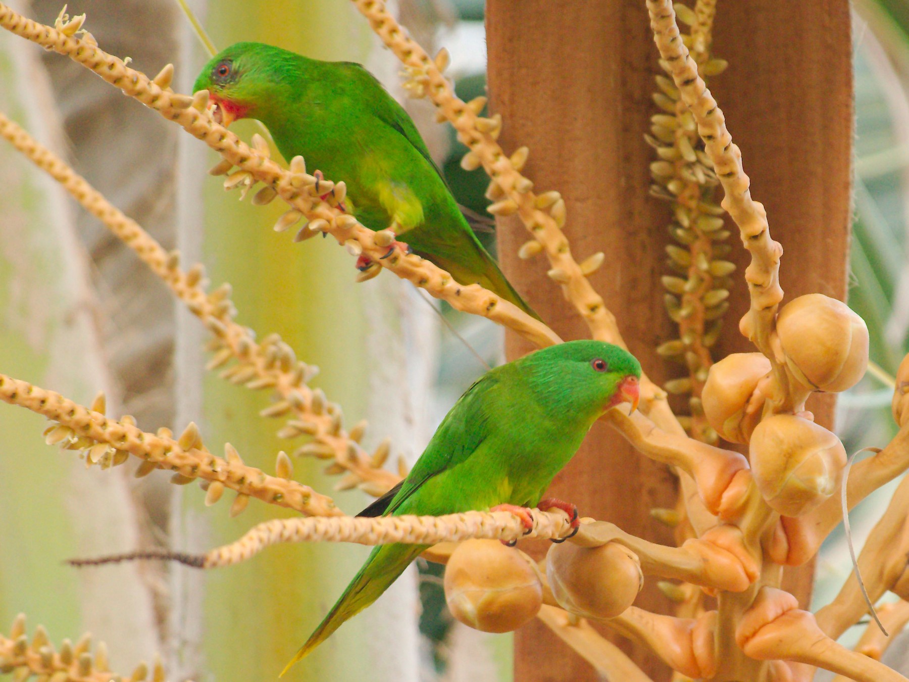 Palm Lorikeet - eBird