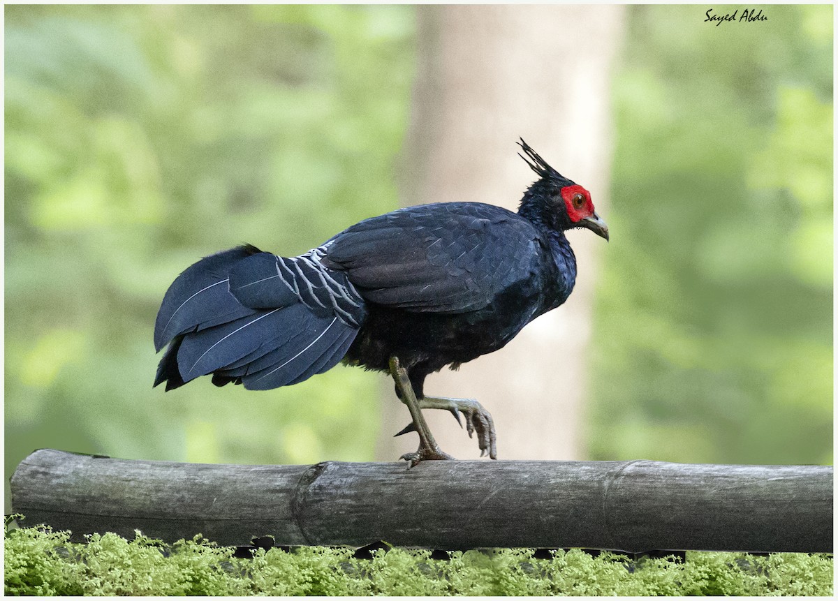 eBird Checklist - 26 Sep 2021 - Chittagong University Campus ...
