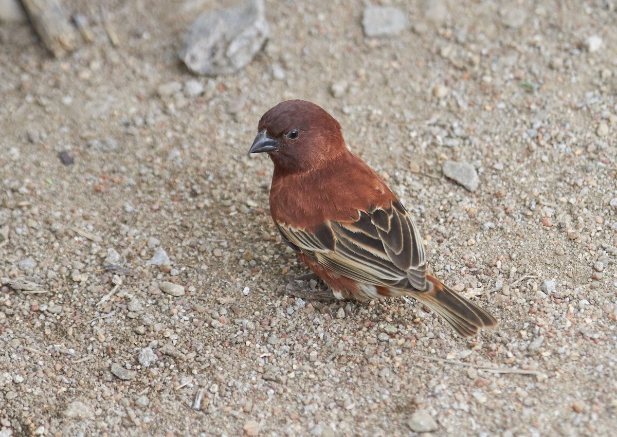 Chestnut Sparrow - Passer eminibey - Birds of the World