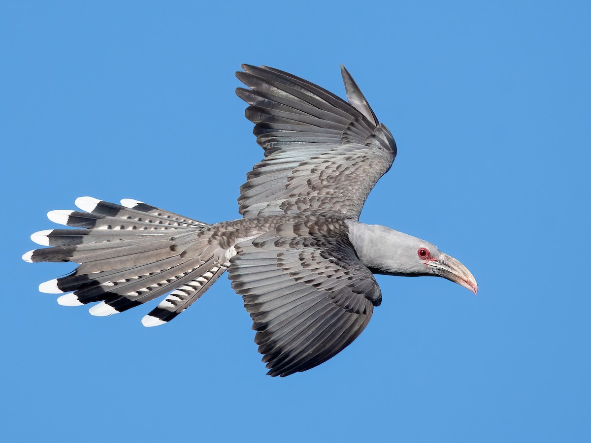 Channel-billed Cuckoo - Scythrops novaehollandiae - Birds of the World