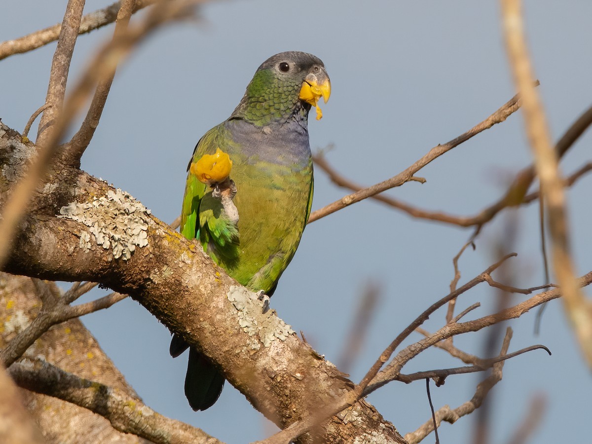 Scaly-headed Parrot - Pionus maximiliani - Birds of the World