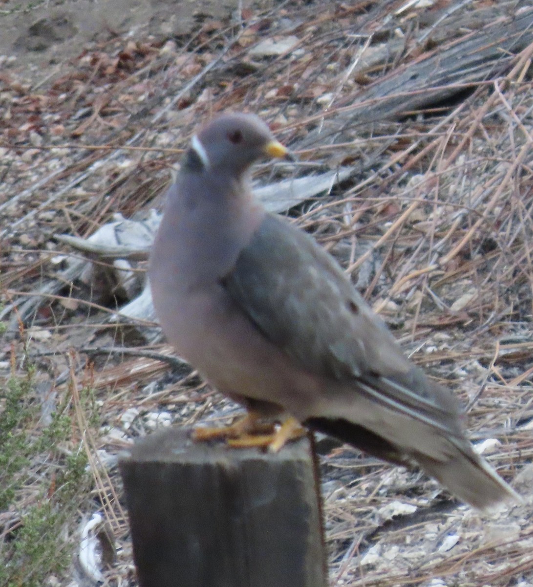 eBird Checklist - 26 Sep 2021 - Chilao--Visitor Center - 14 species