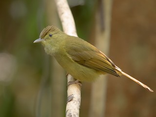 Olive Bulbul - Iole viridescens - Birds of the World