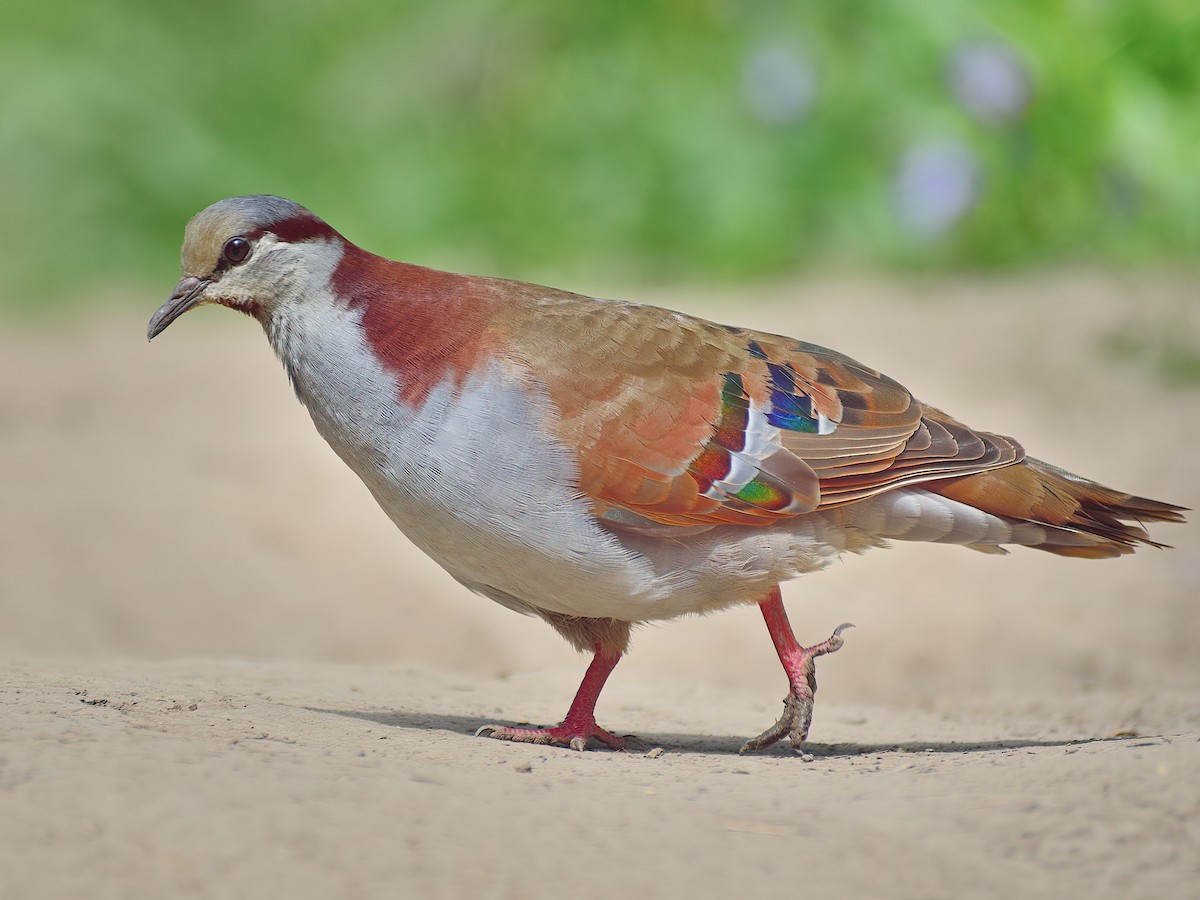 Brush Bronzewing - Phaps elegans - Birds of the World