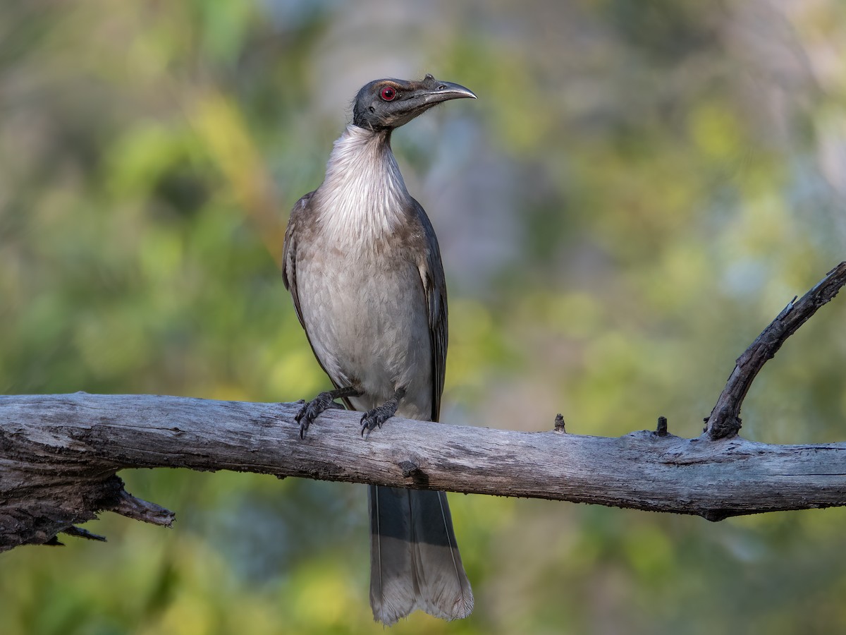 Noisy Friarbird - Philemon corniculatus - Birds of the World