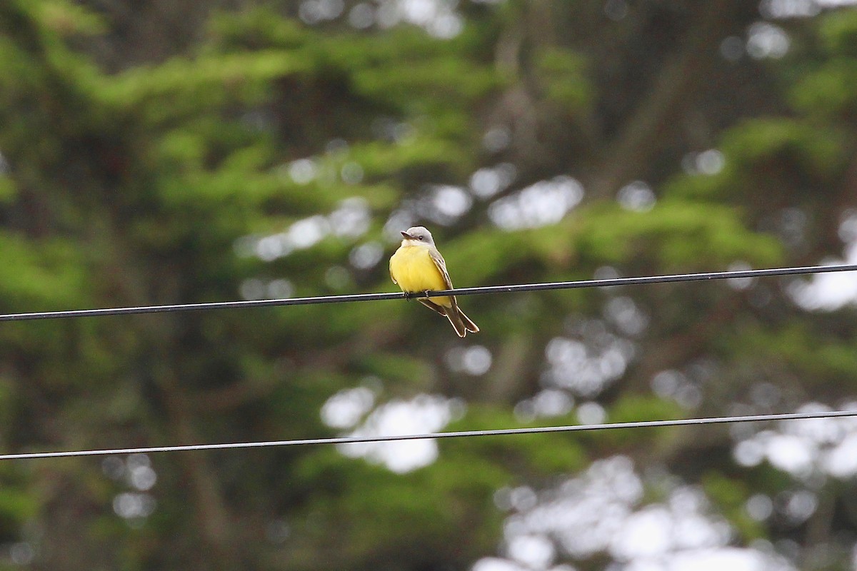 eBird Checklist - 13 Oct 2016 - Pt. Reyes--Fish Docks (DO NOT INCLUDE ...