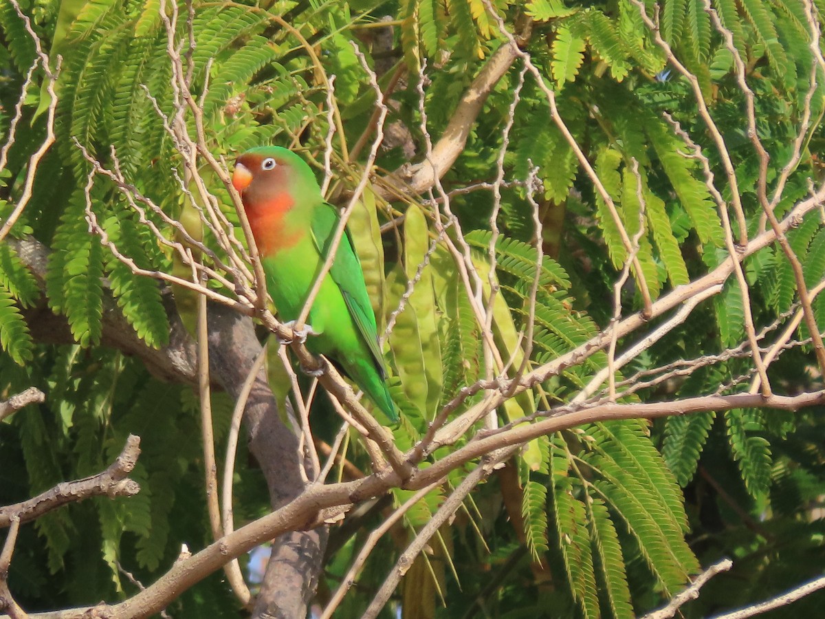eBird Checklist - 18 Sep 2021 - GR-Samos, lower Mesokampou River - 16 ...