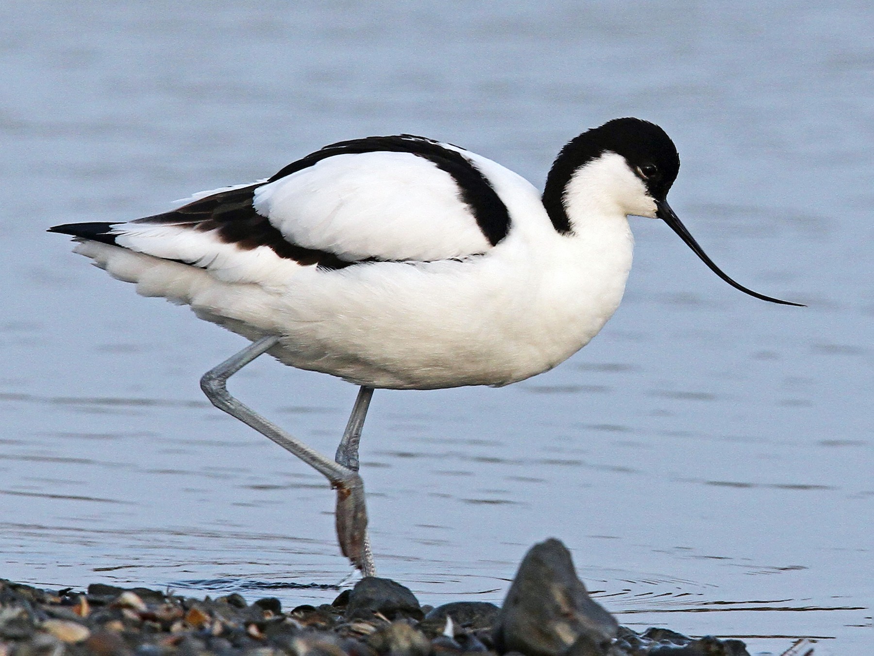 Pied Avocet - eBird