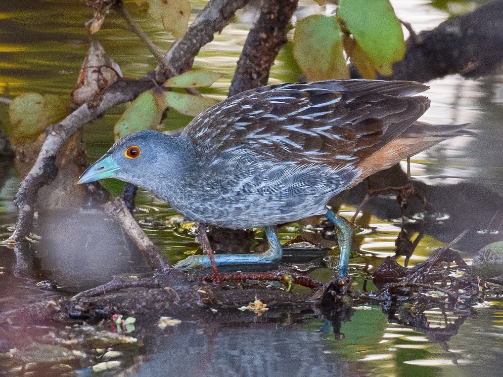 Striped Crake - eBird