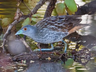 Striped Crake - eBird