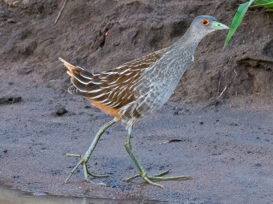 Striped Crake - eBird