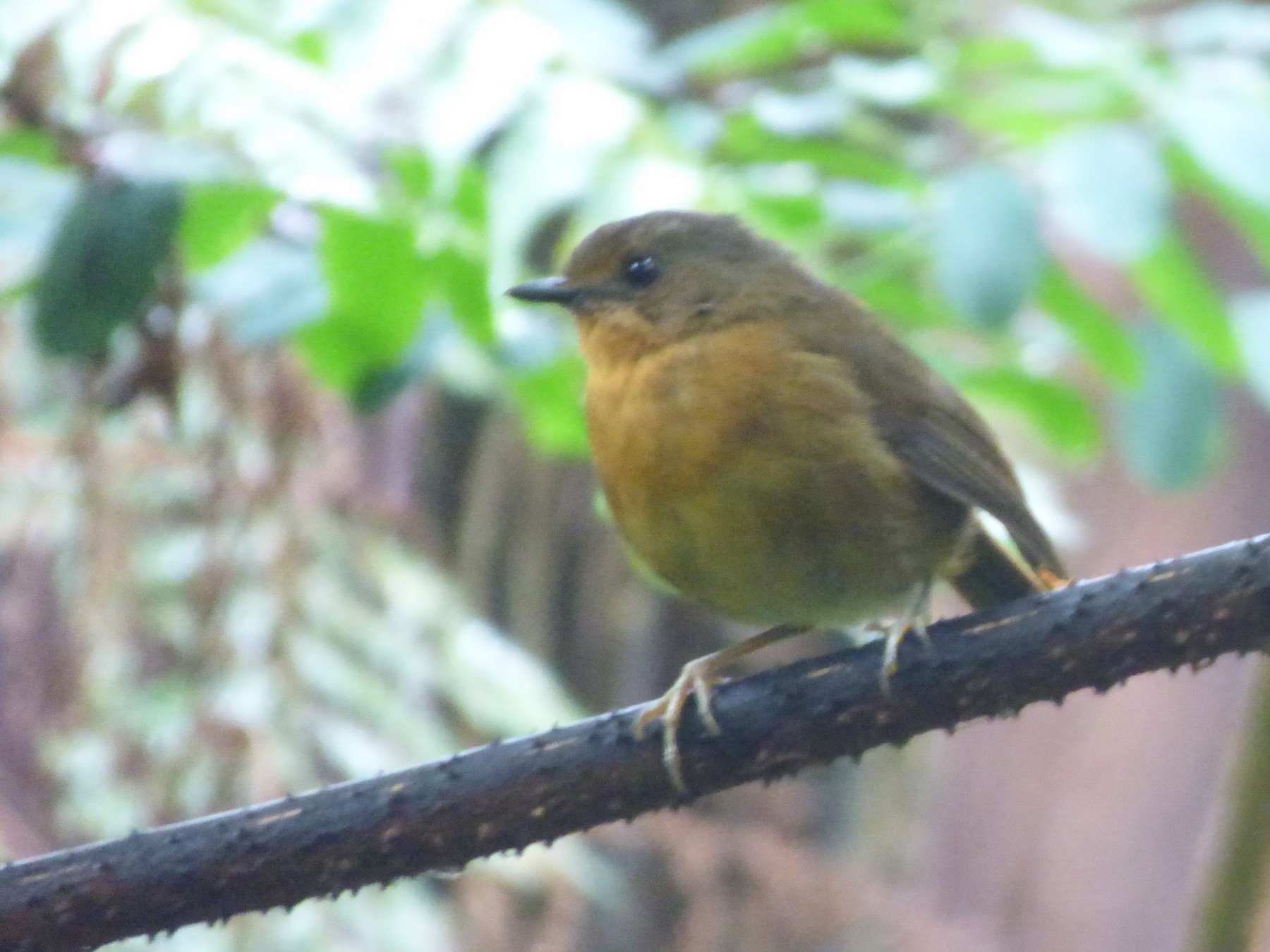 Rubeho Akalat - eBird