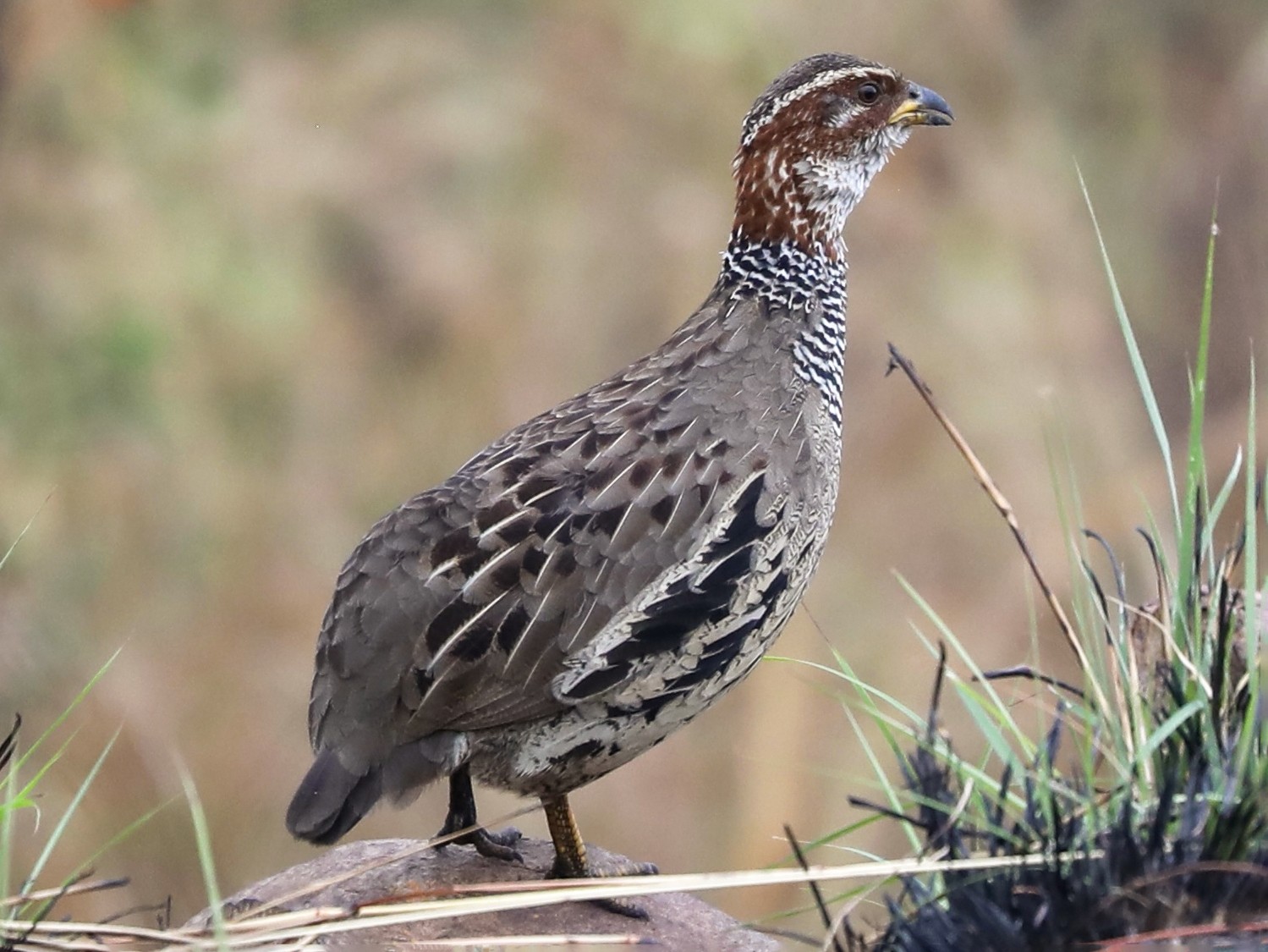 Ring-necked Francolin - eBird