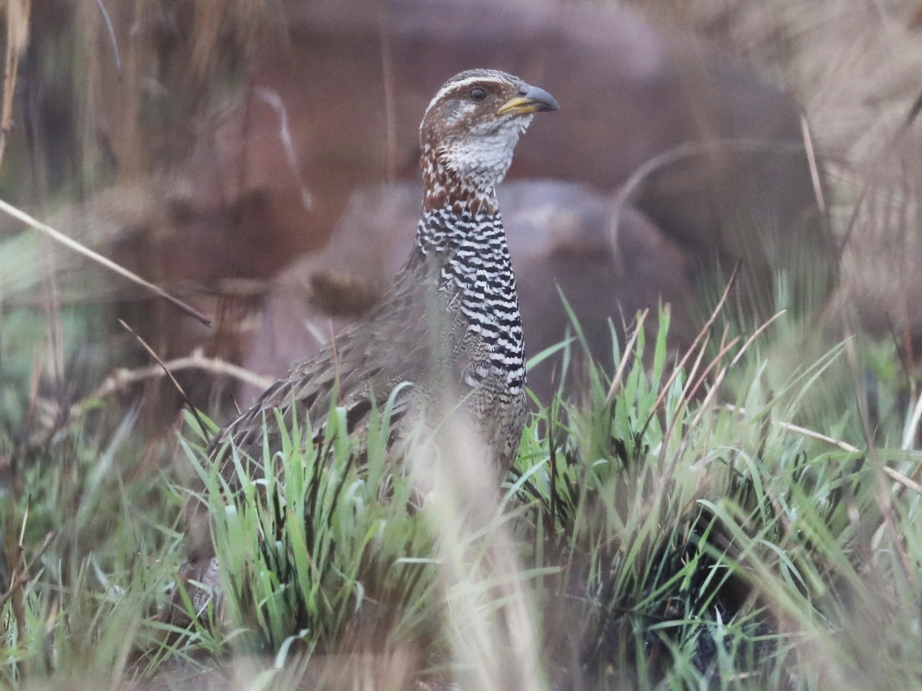 Ring-necked Francolin - eBird