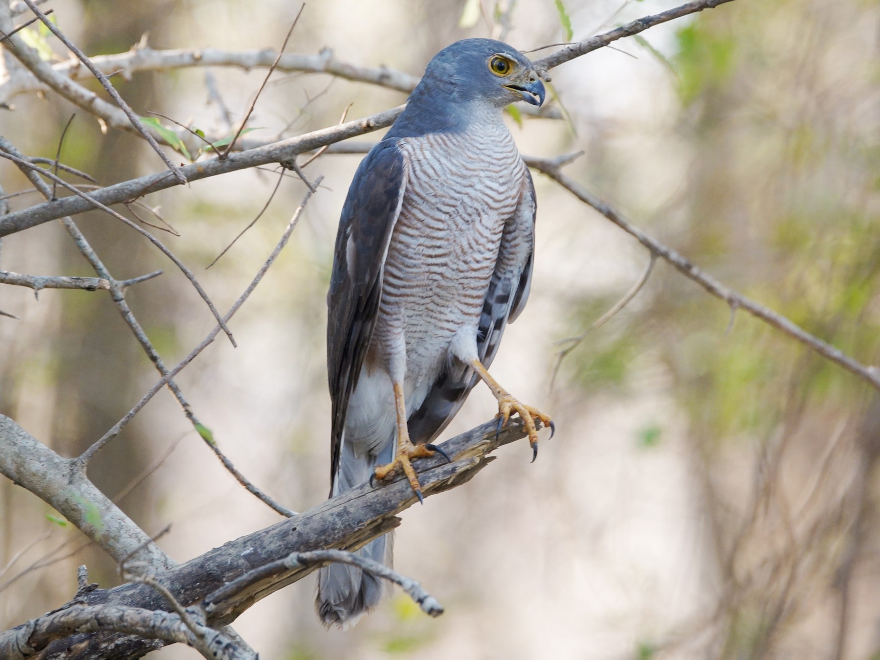 African Goshawk - eBird