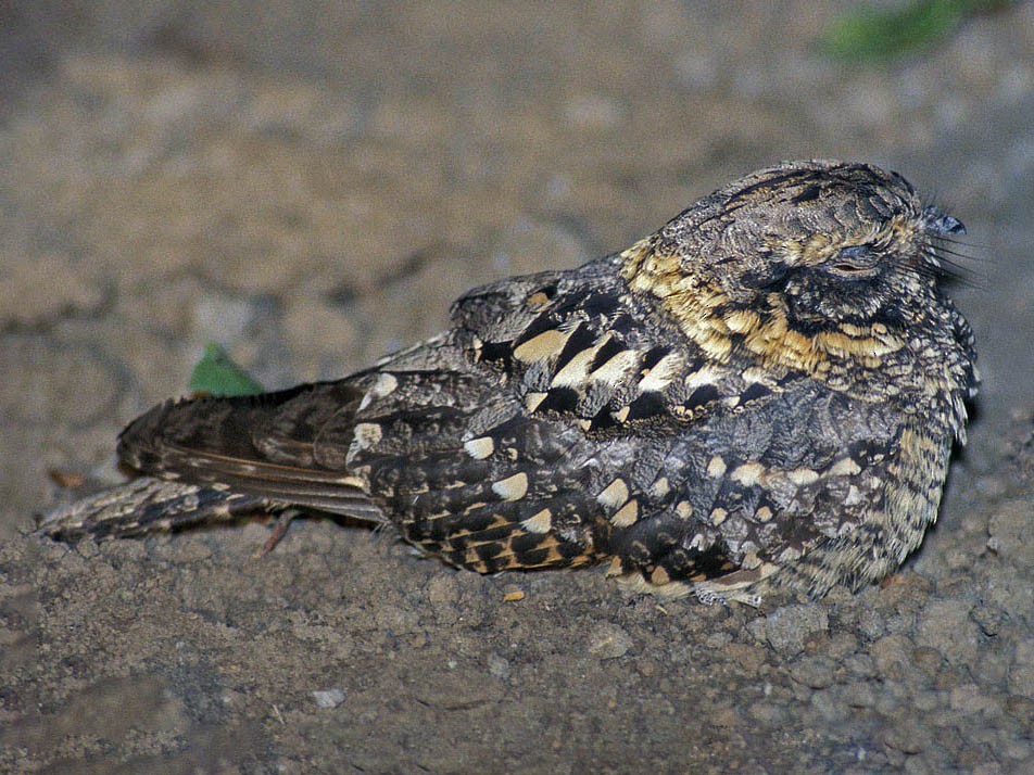 Montane Nightjar - eBird