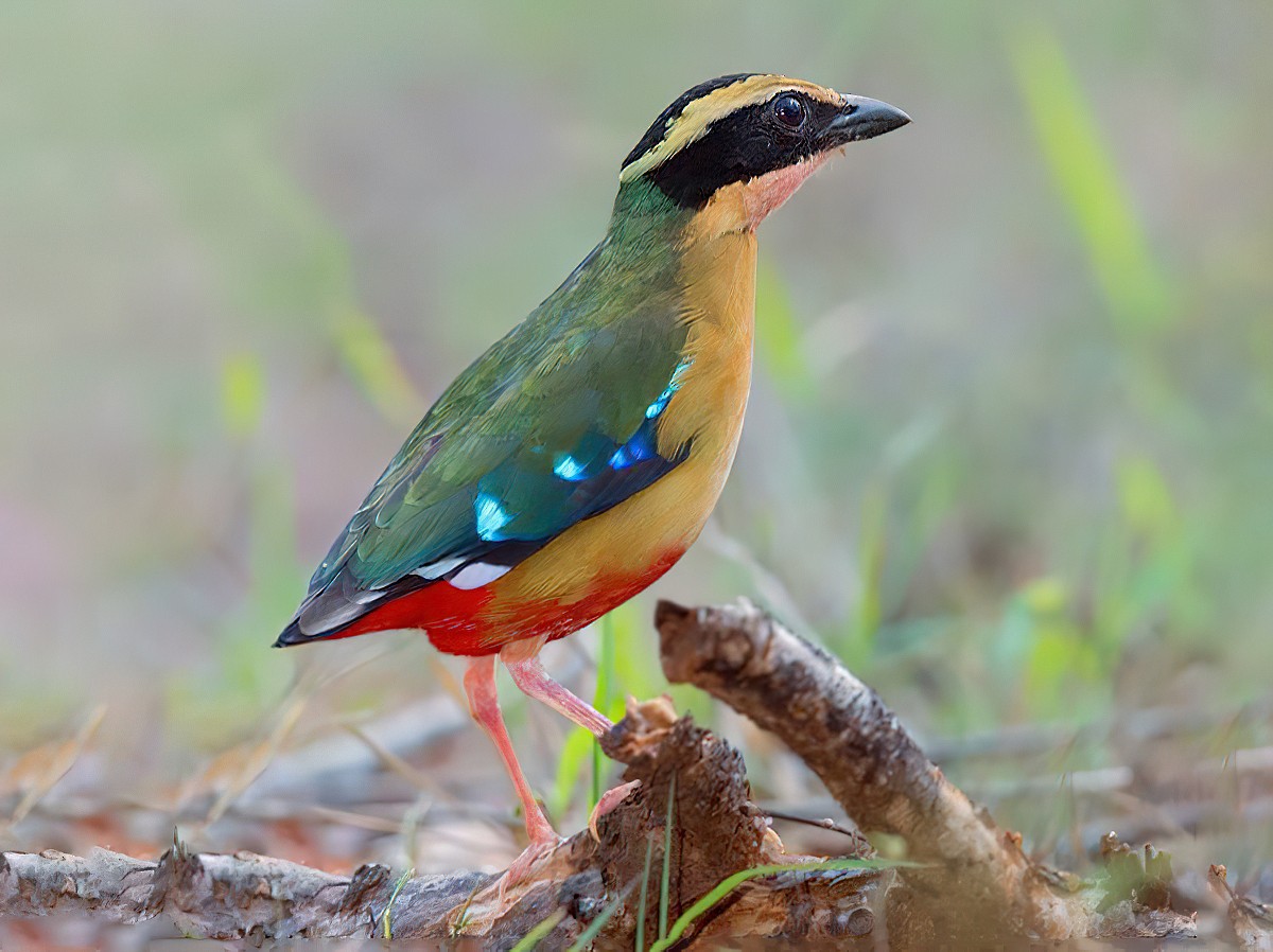 African Pitta - eBird