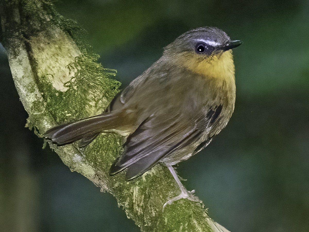 Sharpe's akalat - eBird