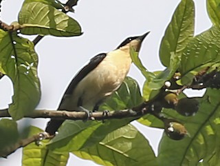 Usambara Hyliota - eBird