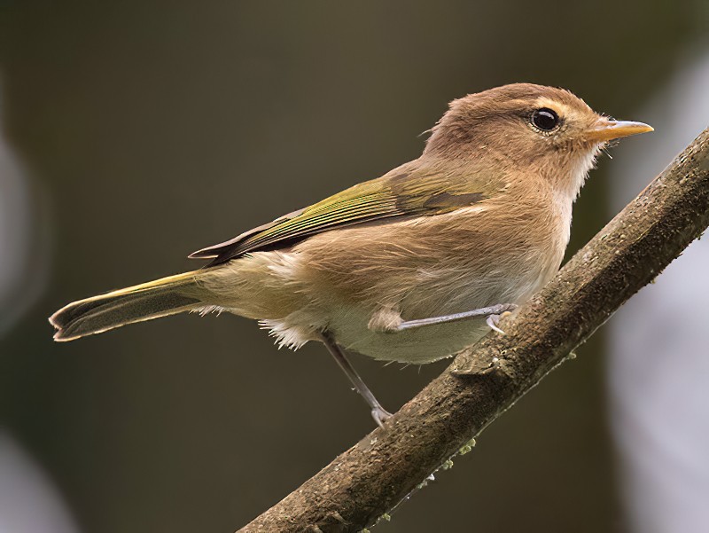 Brown Woodland-Warbler - eBird
