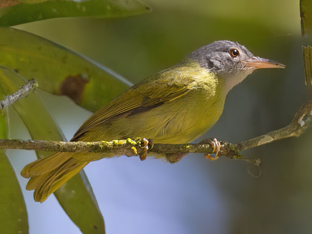 Gray-headed Sunbird - Deleornis axillaris - Birds of the World