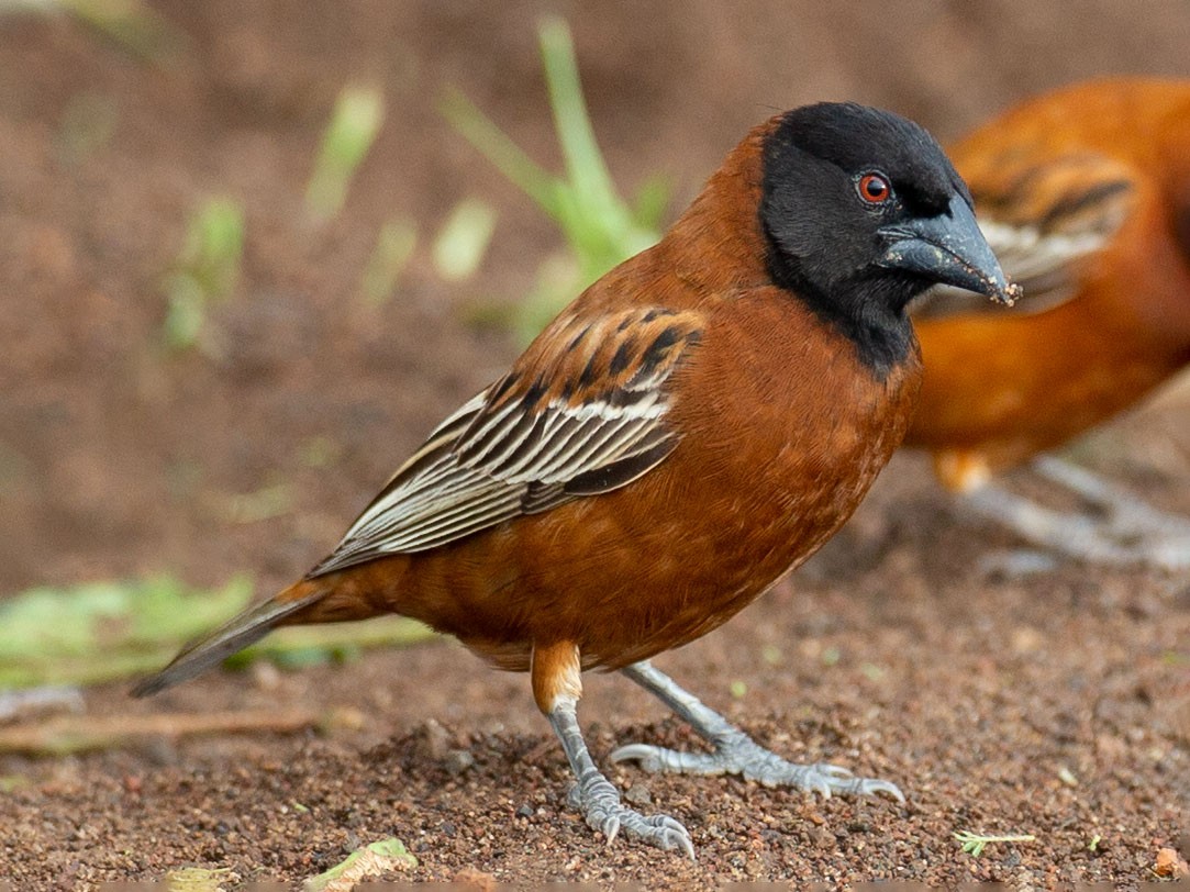 Chestnut Weaver - eBird