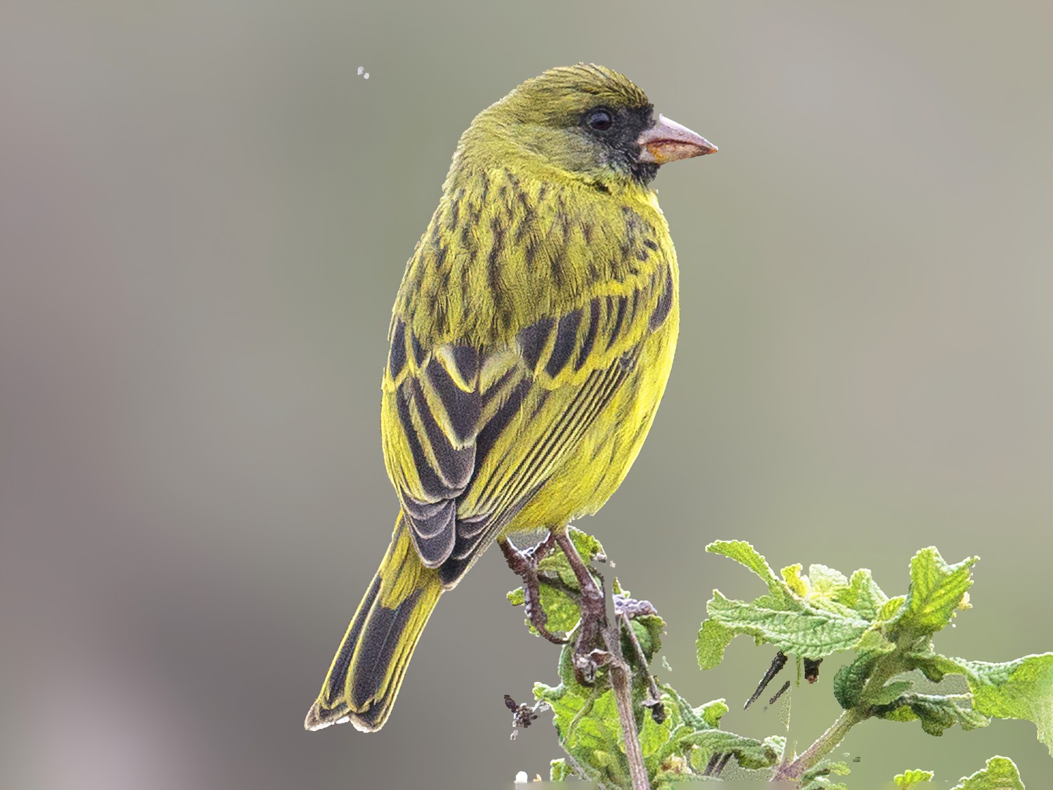 Southern Citril - eBird