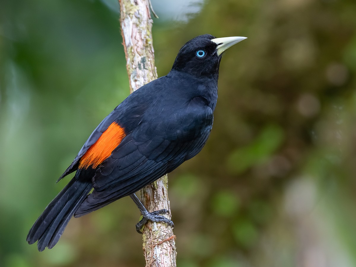 Scarlet-rumped Cacique - Cacicus uropygialis - Birds of the World