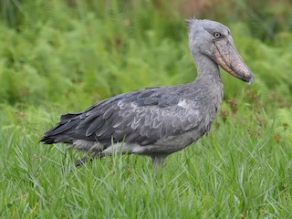 Shoebill - eBird