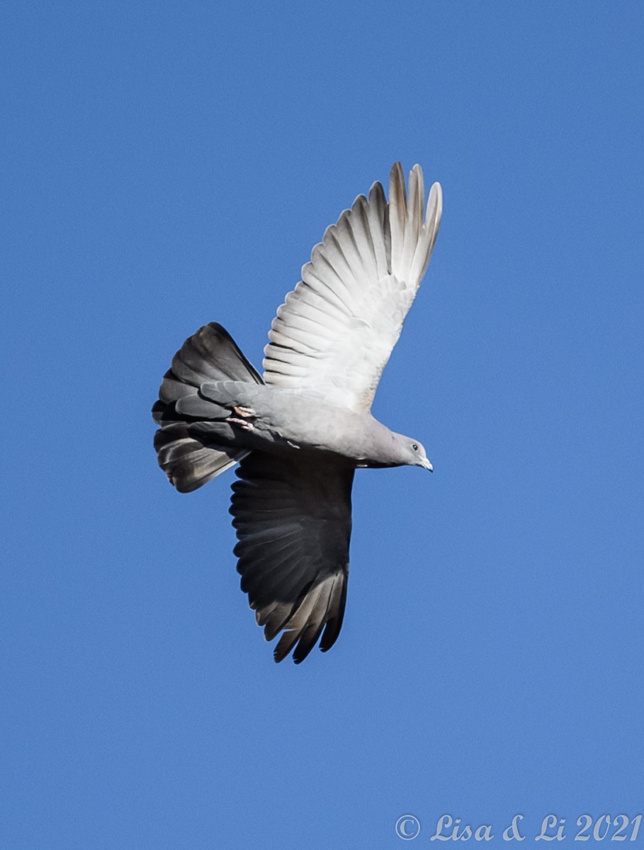 ML373783621 - Spot-winged Pigeon - Macaulay Library
