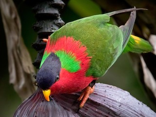 Collared Lory - eBird