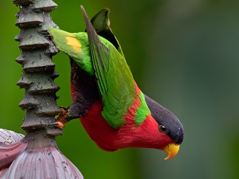 Collared Lory - eBird