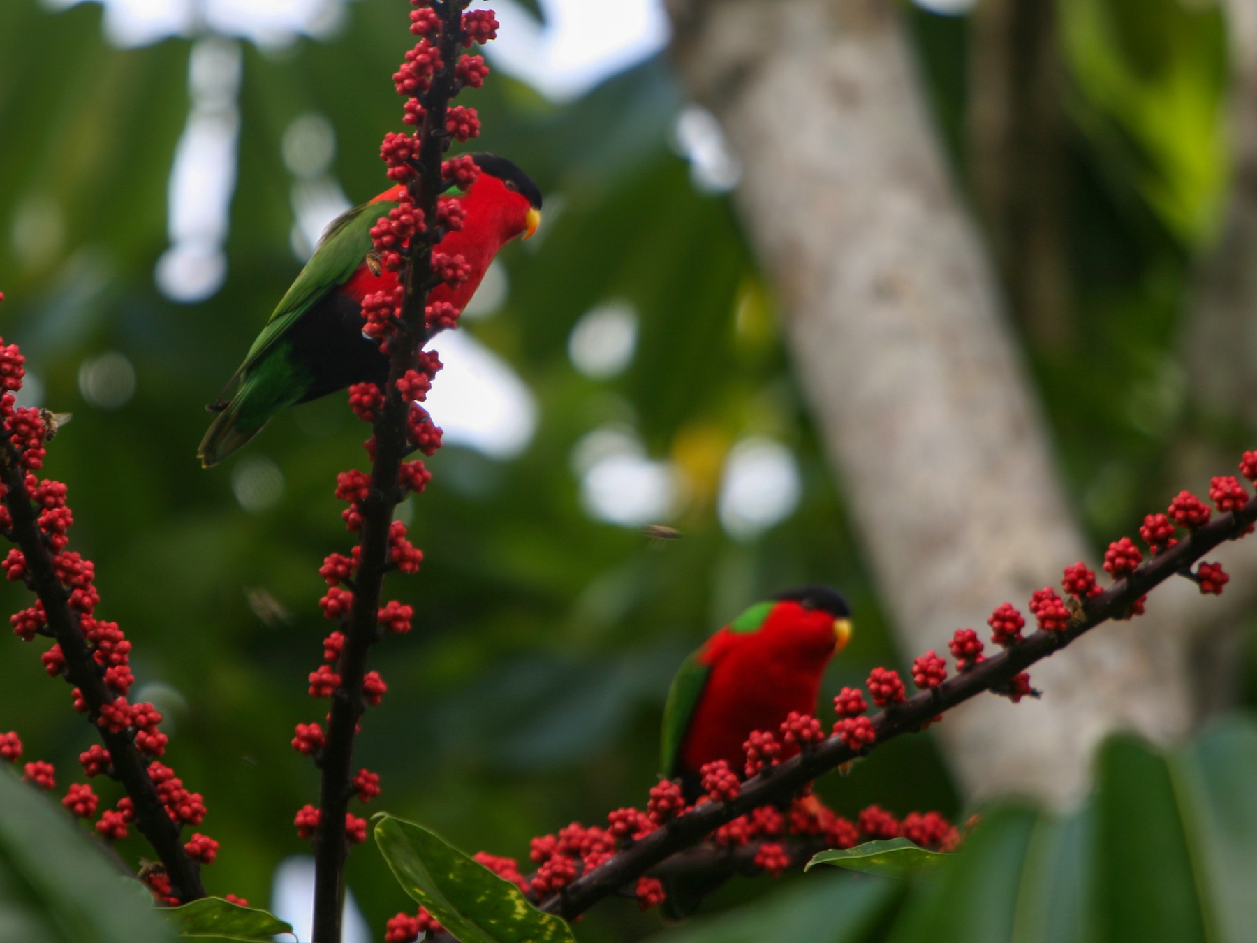 Collared Lory - eBird