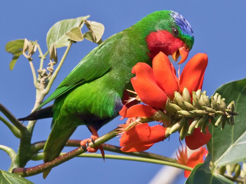 Blue-crowned Lorikeet - eBird