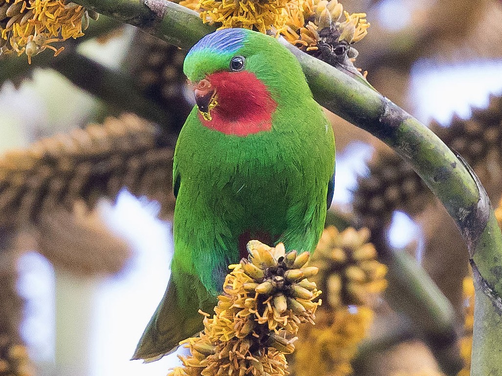 Blue-crowned Lorikeet - eBird