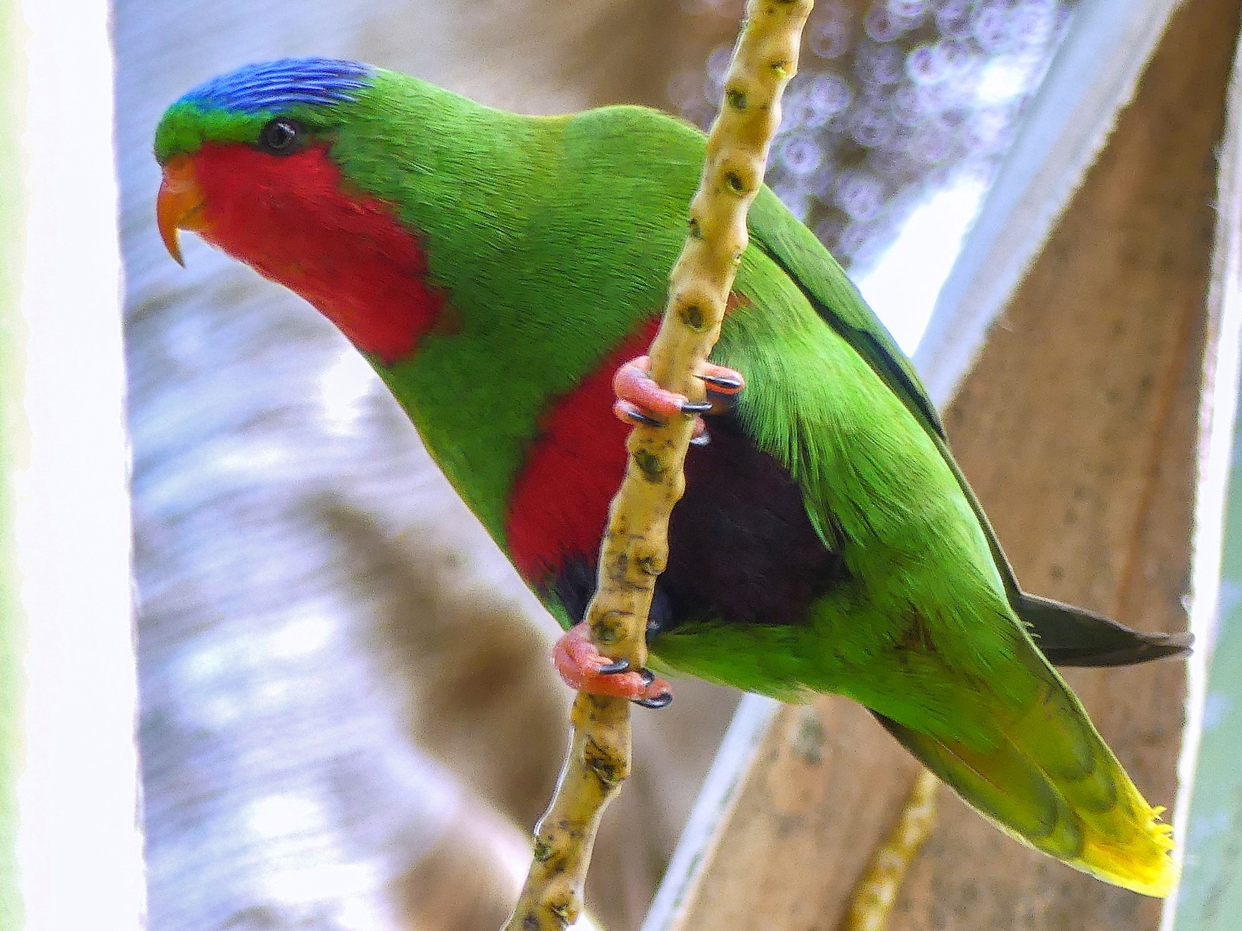 Blue-crowned Lorikeet - eBird