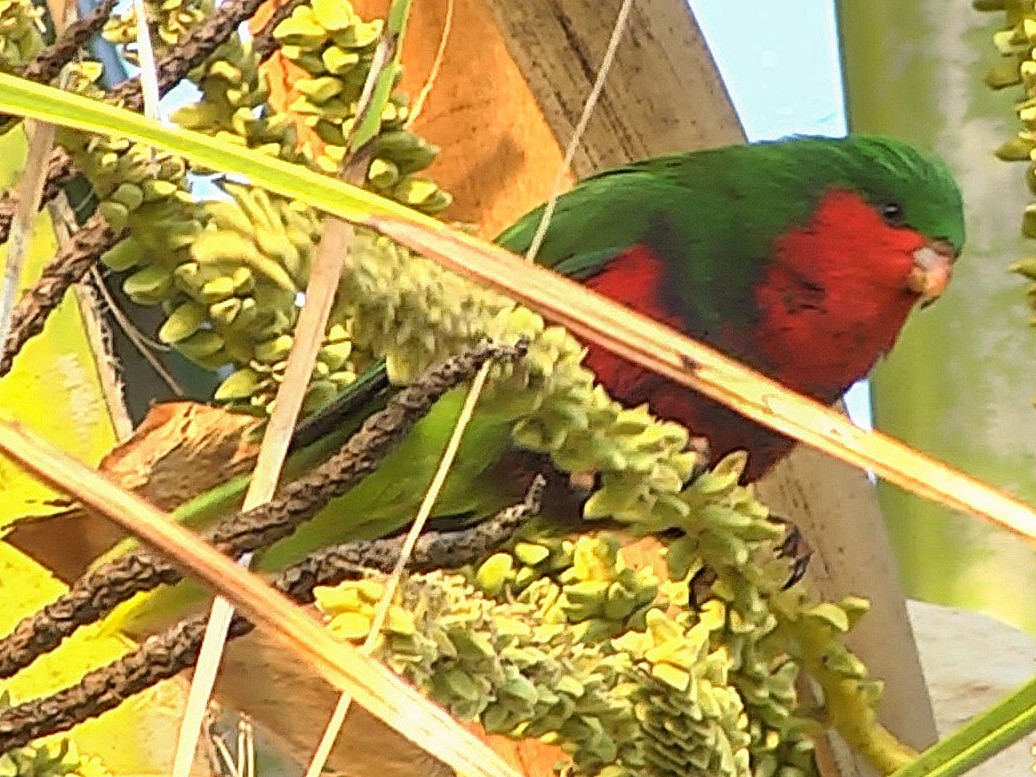 Stephen's Lorikeet - eBird