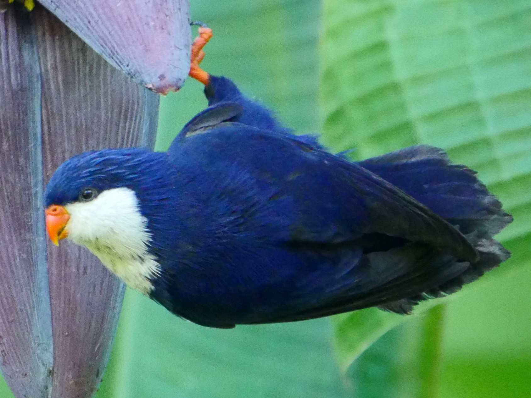 Blue Lorikeet - eBird