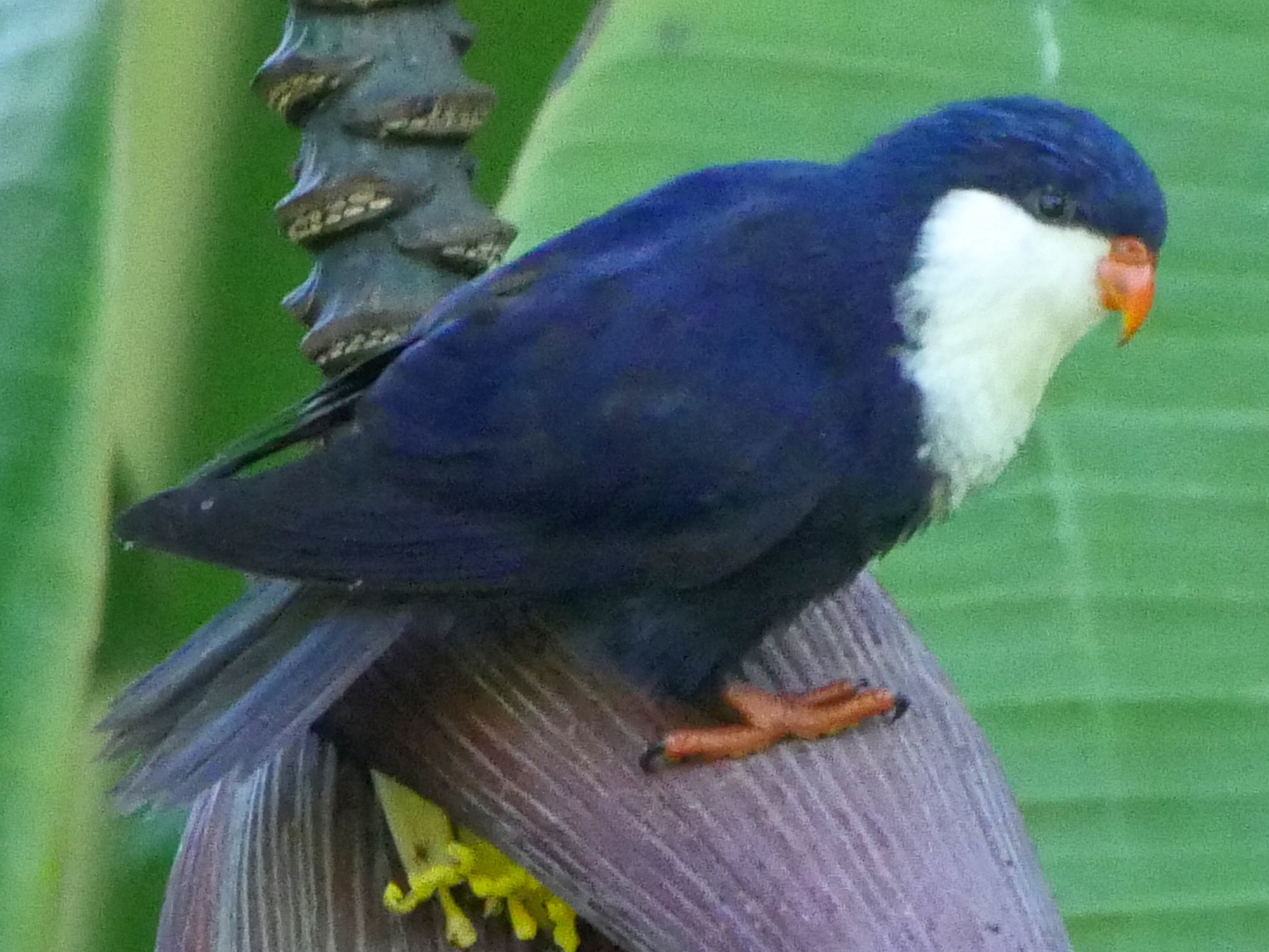 Blue Lorikeet - eBird