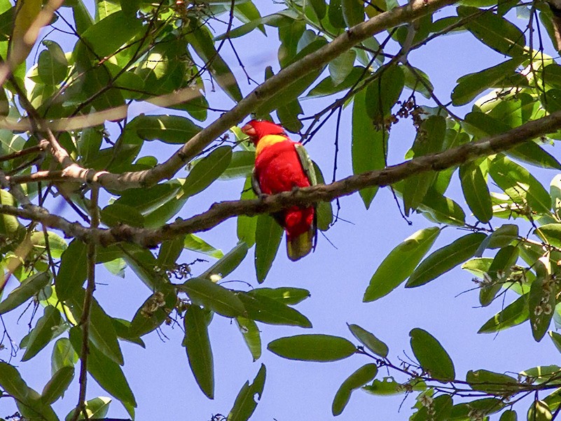 Lori acollarado - eBird