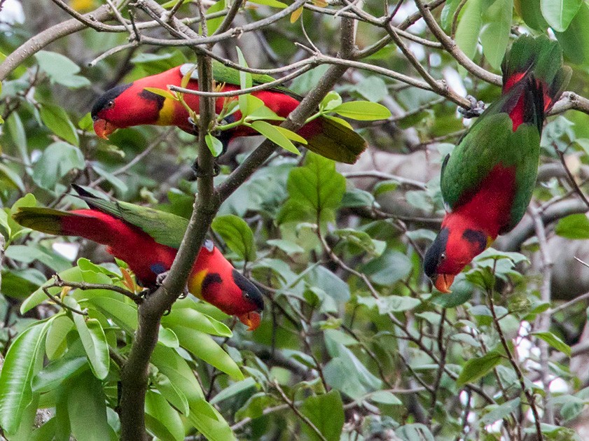Lori Acollarado - eBird