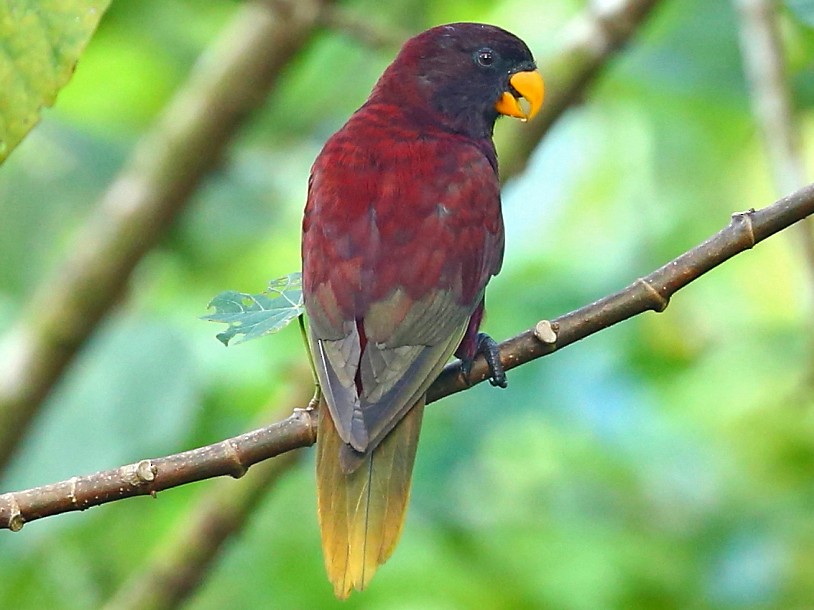 Pohnpei Lorikeet - eBird