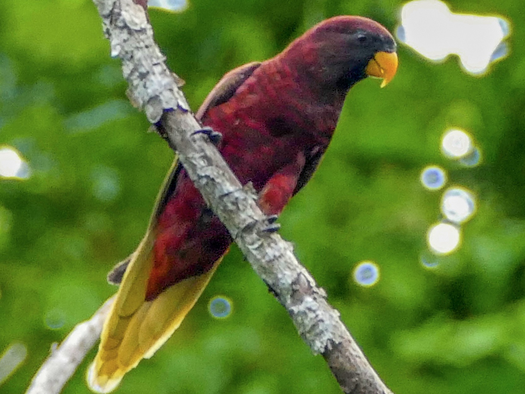 Pohnpei Lorikeet - eBird