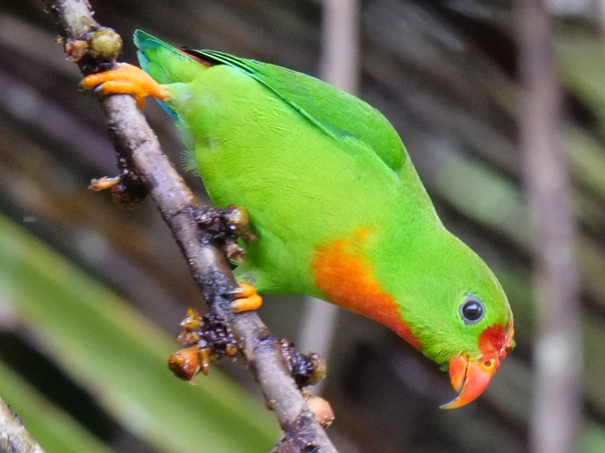 Philippine Hanging-Parrot - eBird