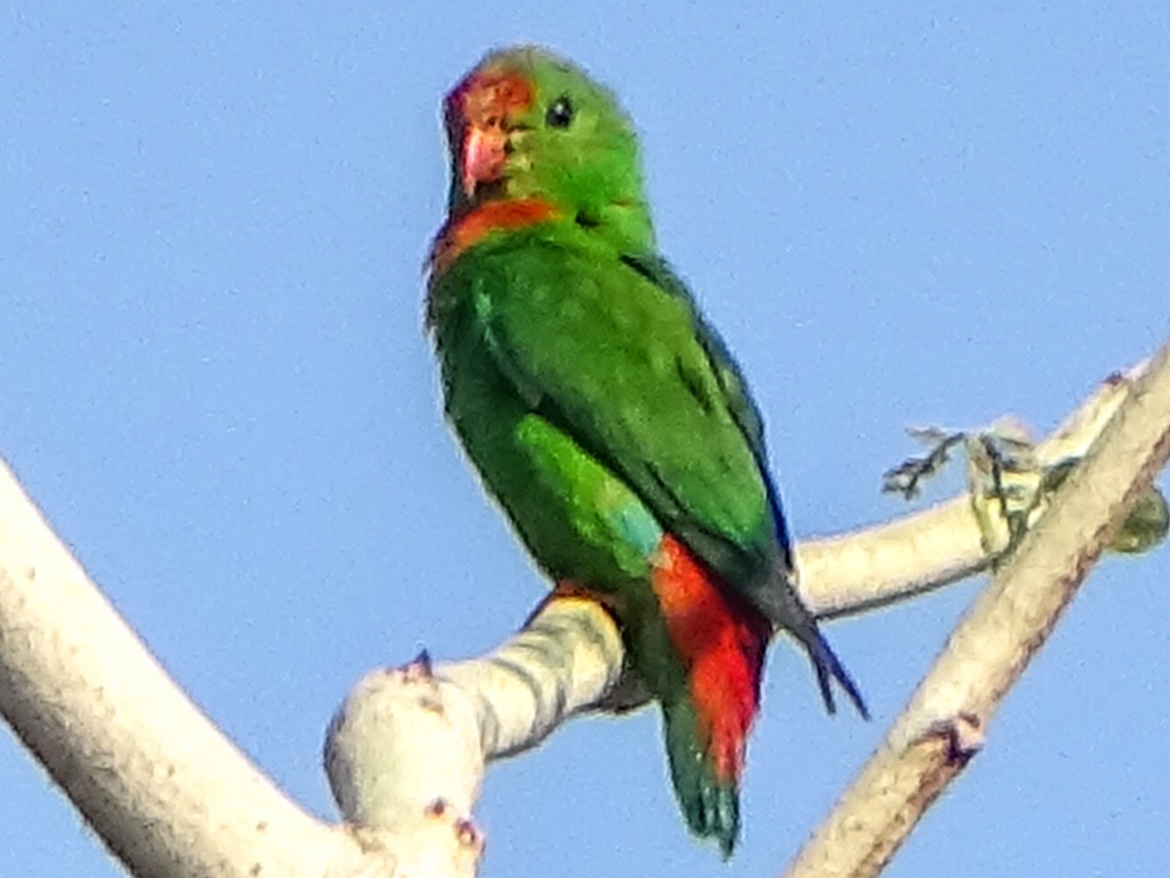 Philippine Hanging-Parrot - eBird