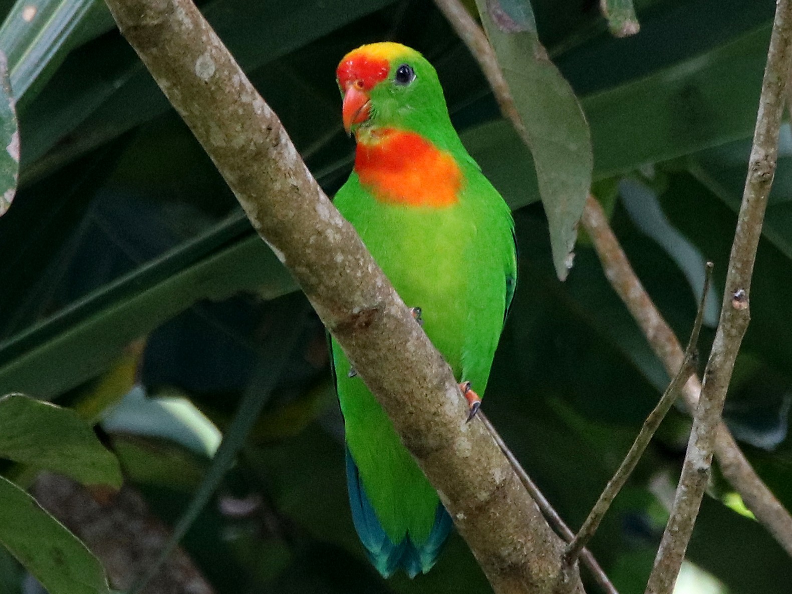 Philippine Hanging-Parrot - eBird