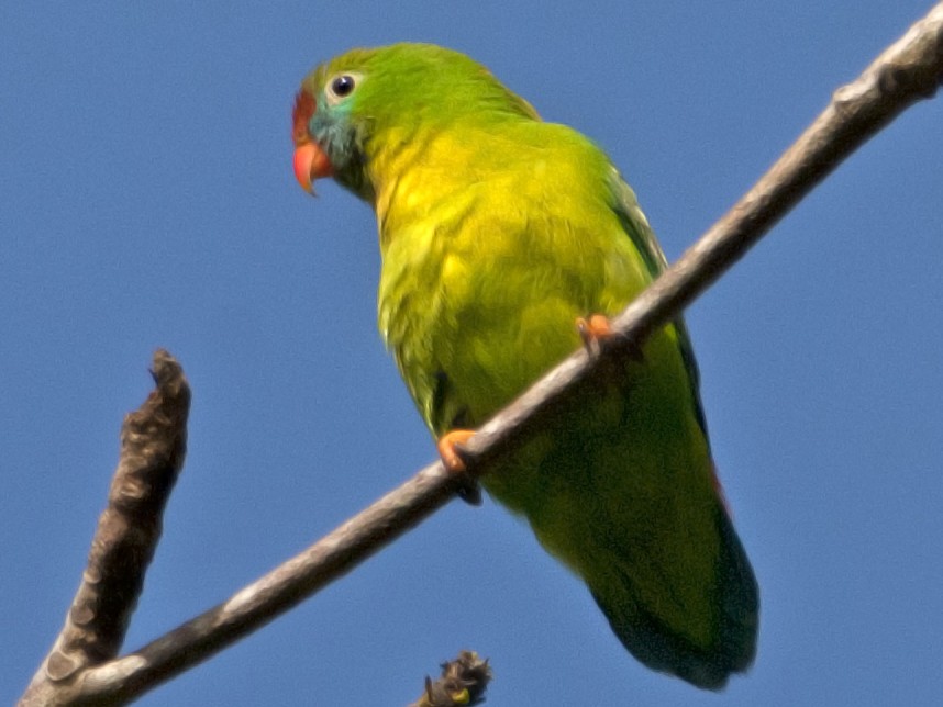 Philippine Hanging-Parrot - eBird